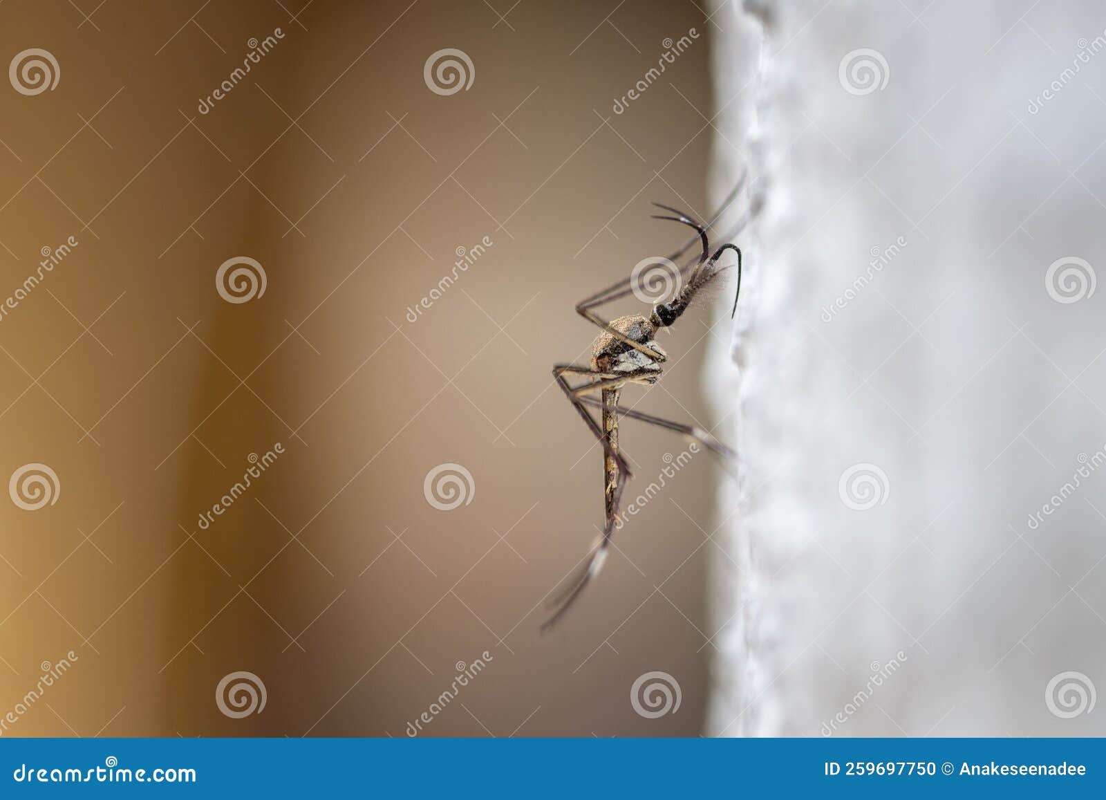 Closeup, a Very Large Mosquito that Clings To a Tree Stock Photo ...