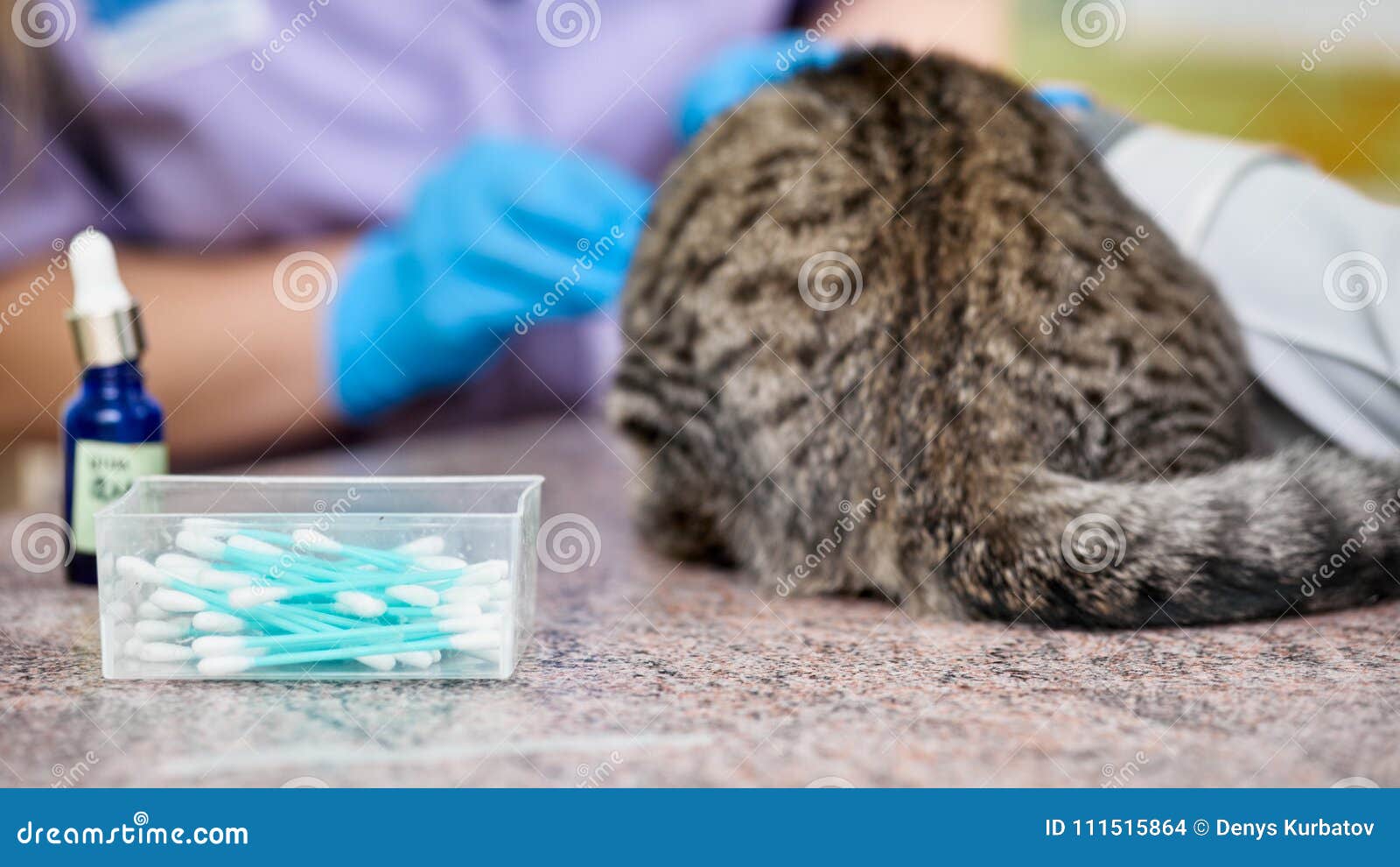 Scottish fold examination stock photo. Image of hospital - 111515864 Scottish fold examination stock photo. Image of hospital - 111515864