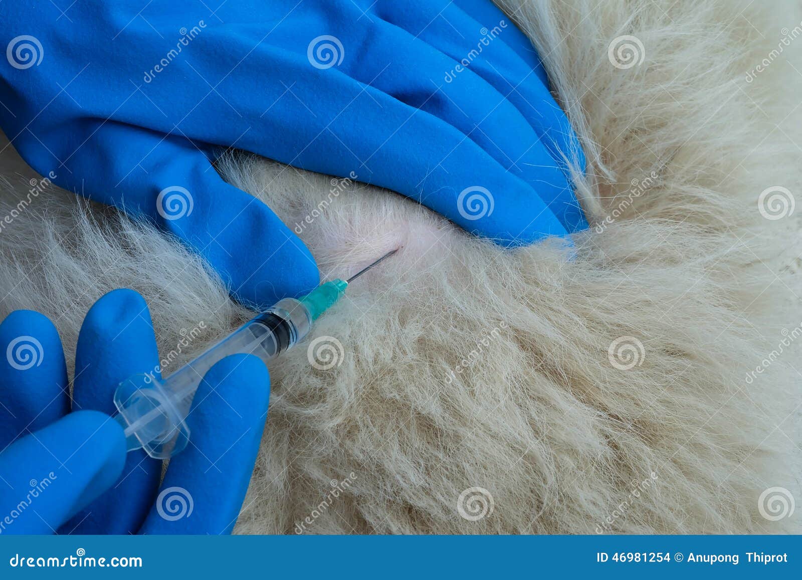 Closeup Vet Giving Injection the Dog Stock Photo - Image of rabies ...