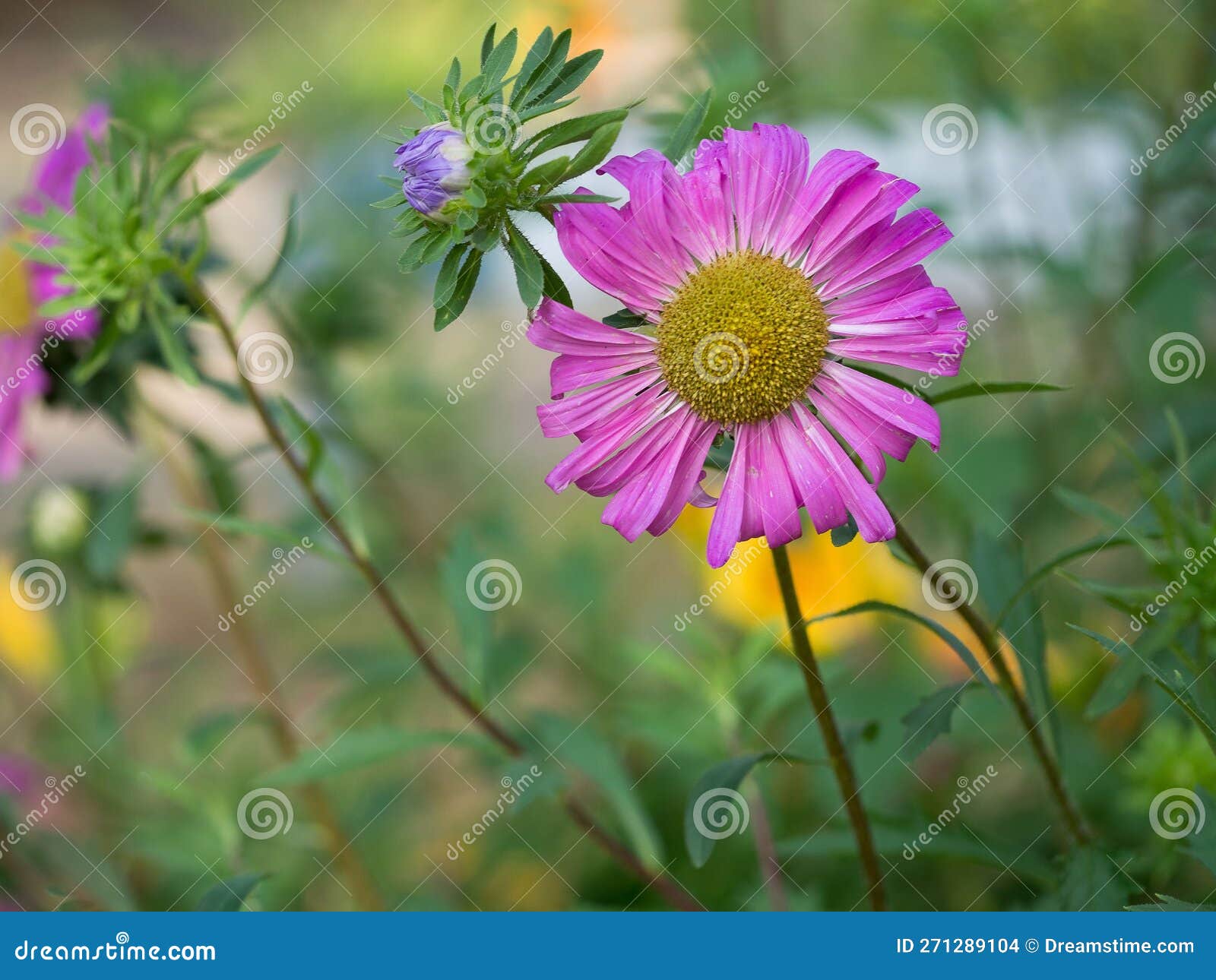 Closeup of Vibrant Aster Flowers Growing in a Field Under the Sunlight ...
