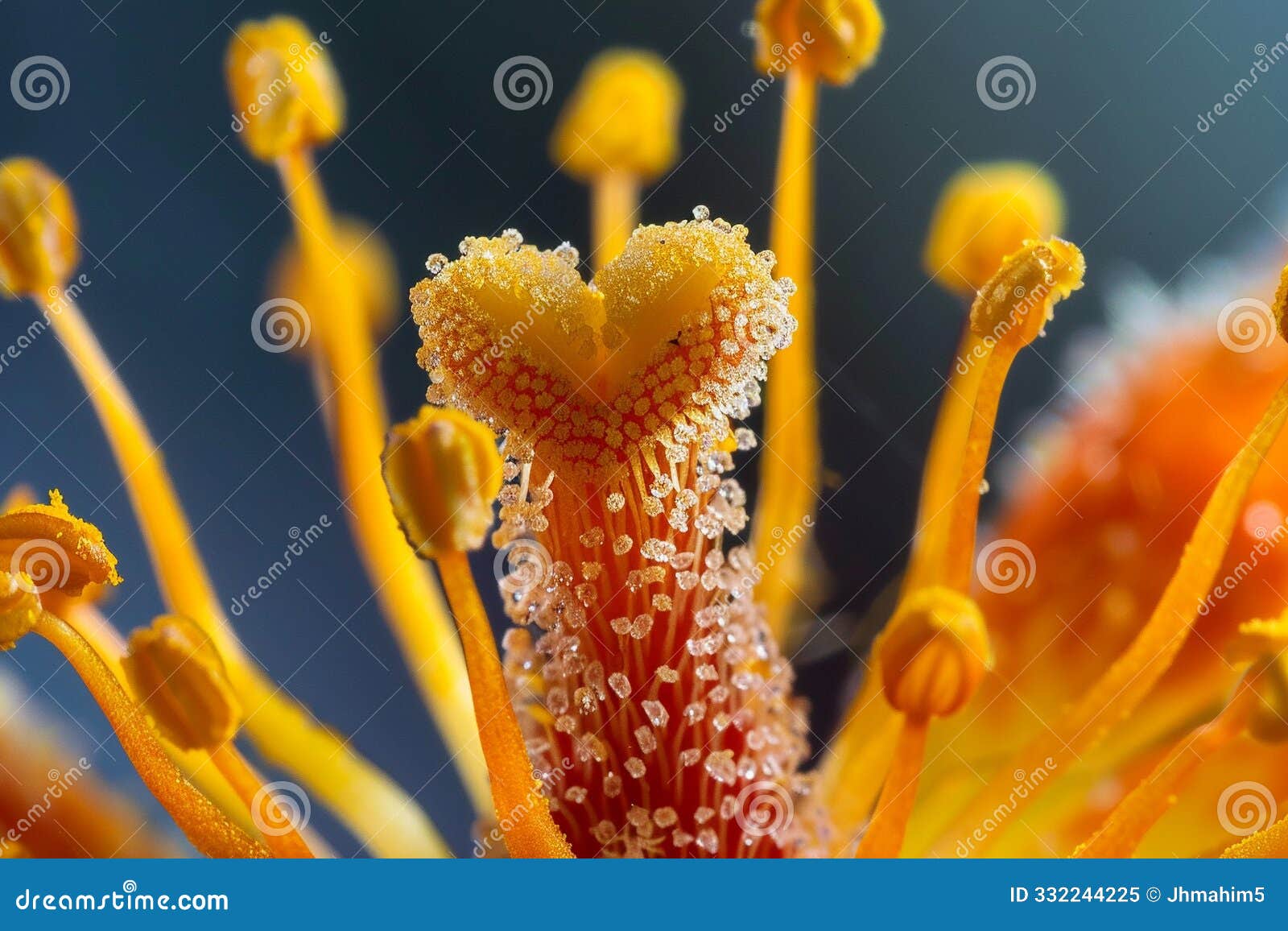 Delicate Details Of Dandelion Seeds Up Close, Highlighting Their ...