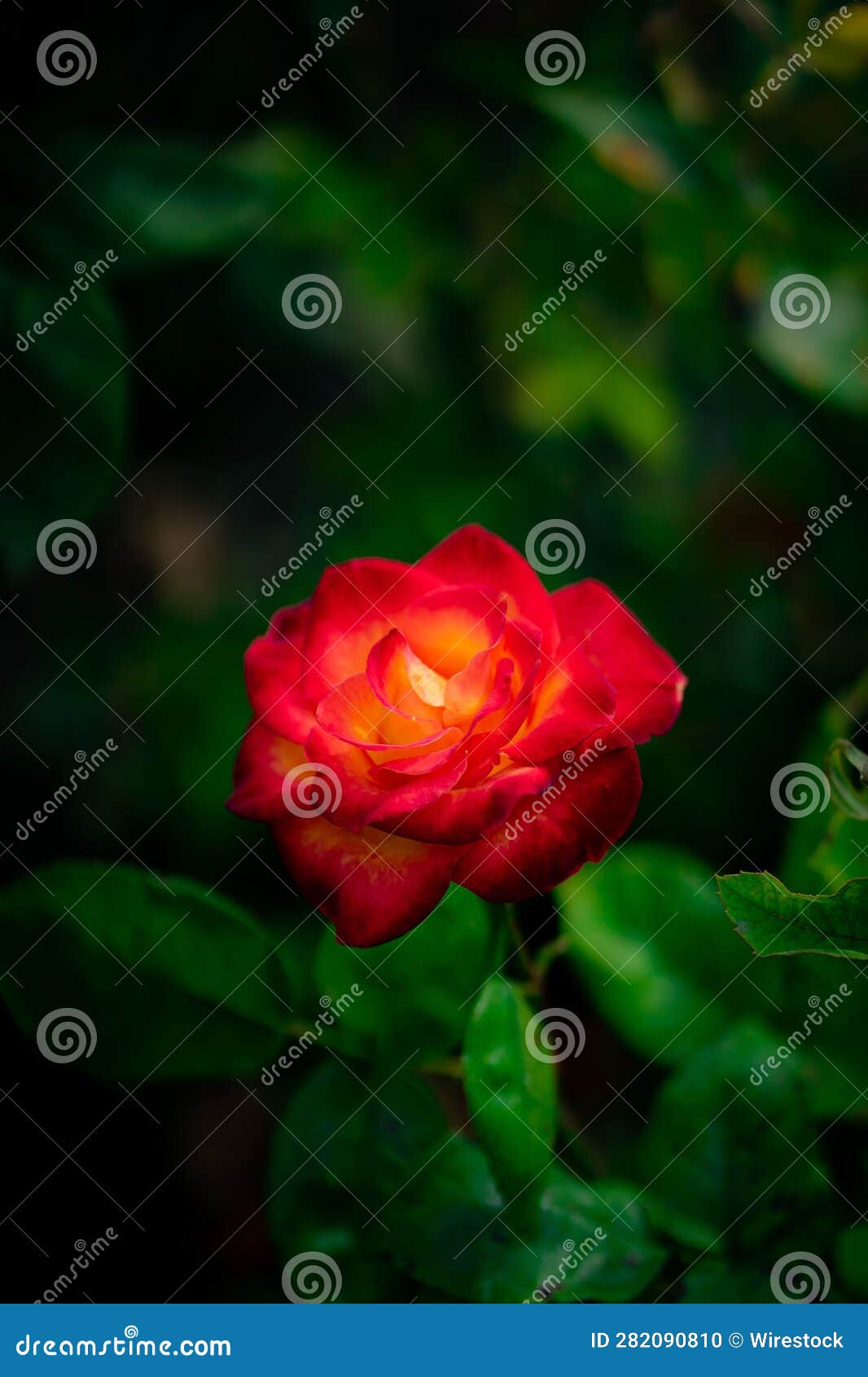 Closeup of a Vibrant Rose Growing in a Green Garden Stock Photo - Image ...