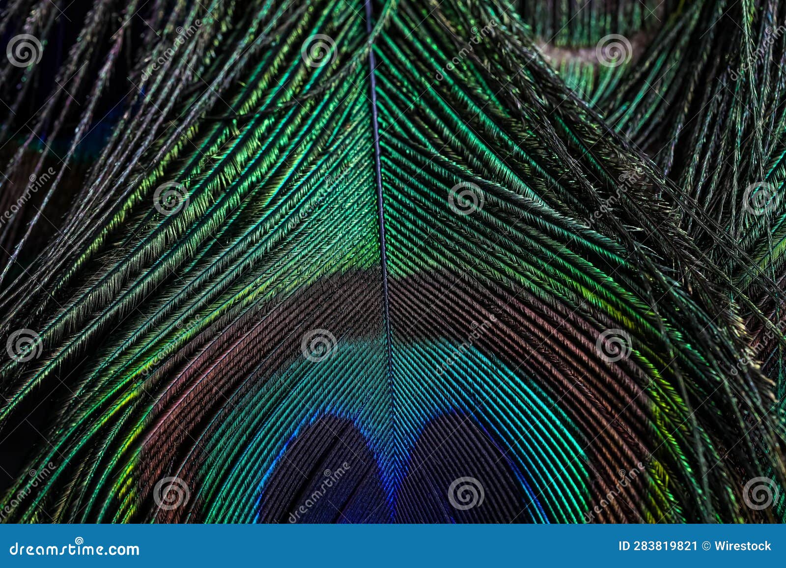 Closeup of Vibrant Texture of a Peacock S Tail Stock Image - Image of ...