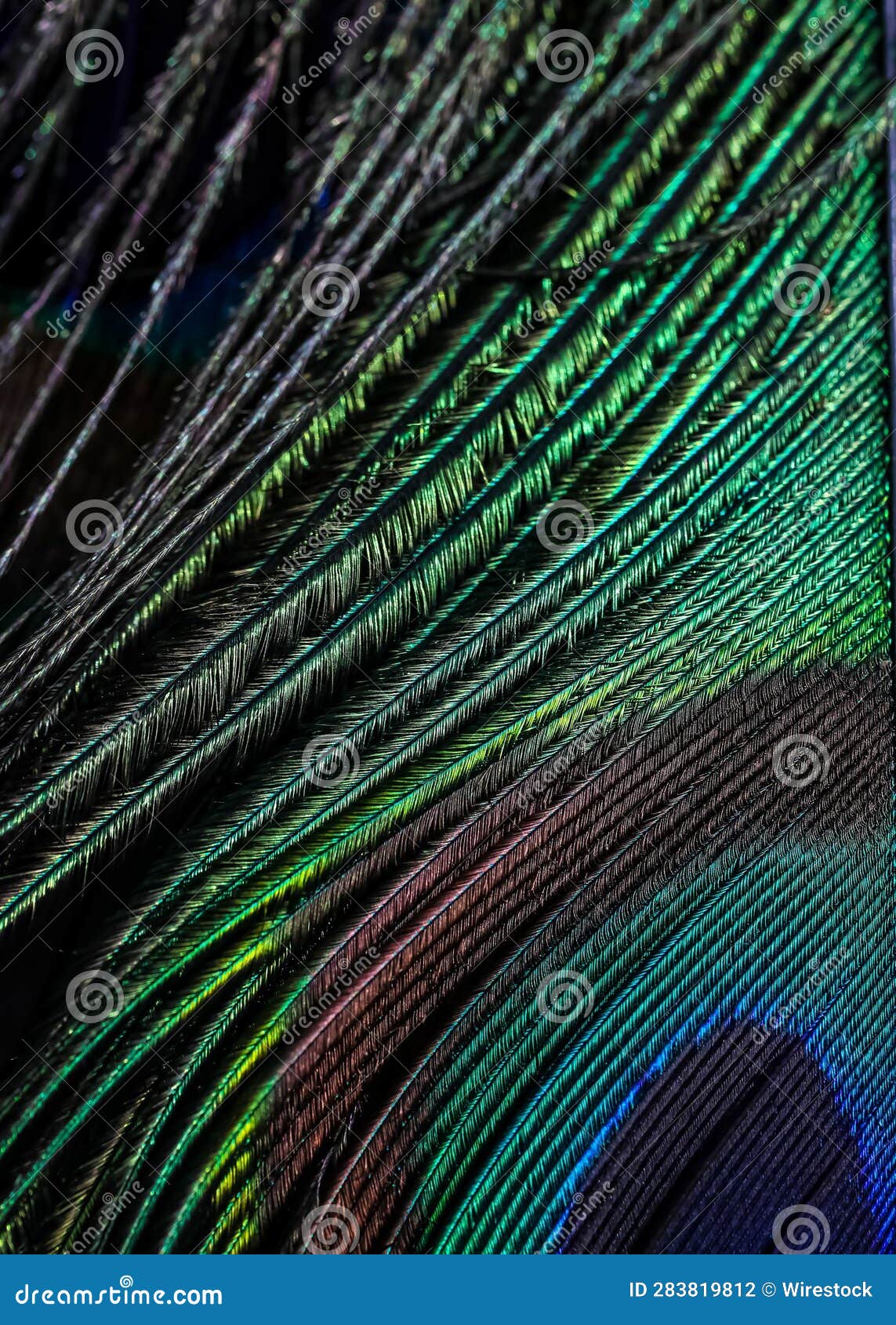 The Texture Of The Peacock Feather In The Tail Stock Photography ...