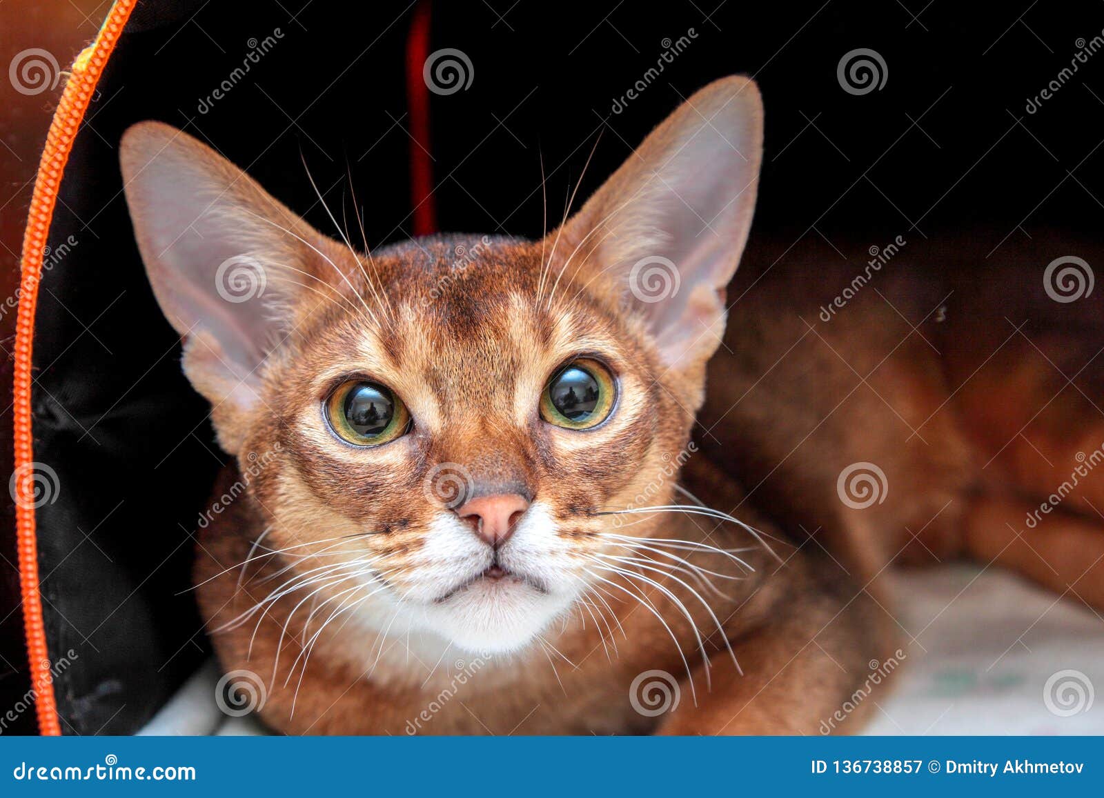 Closeup View of an Abyssinian Cat Stock Image - Image of mammal, feline ...