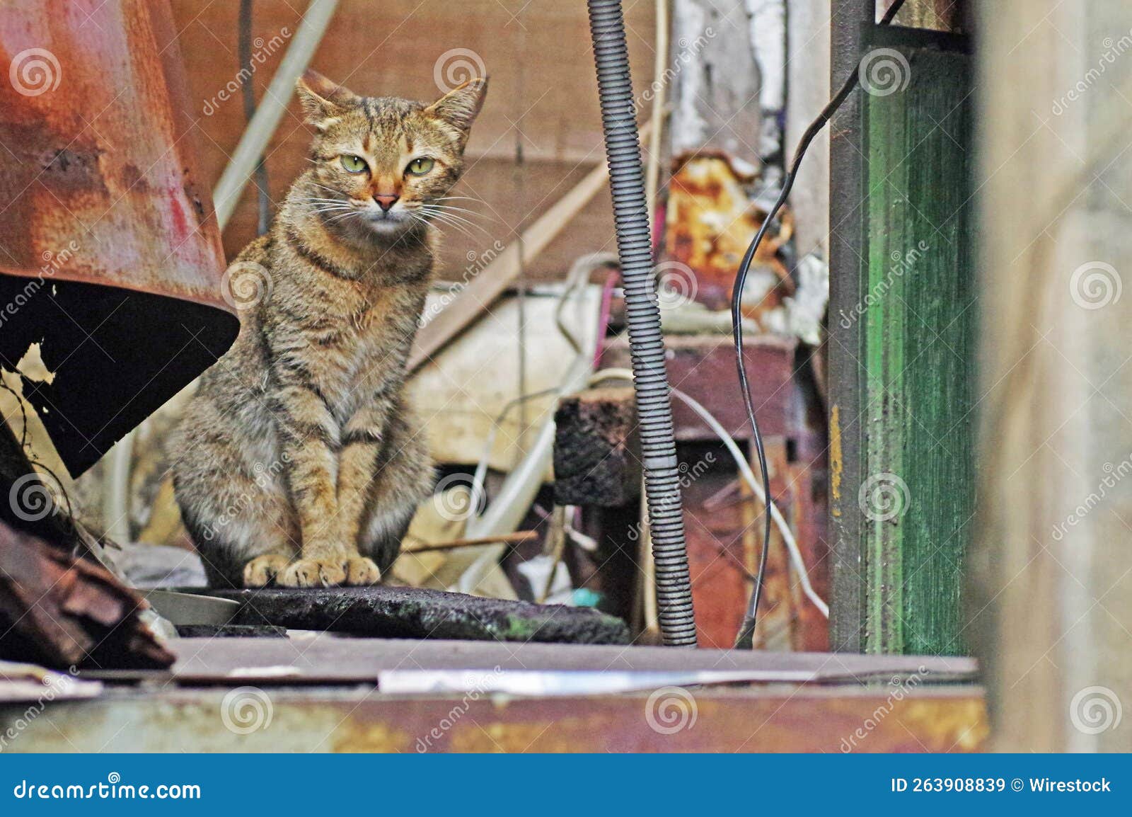 Closeup View of an Adorable Cretan Wildcat Stock Image - Image of ...