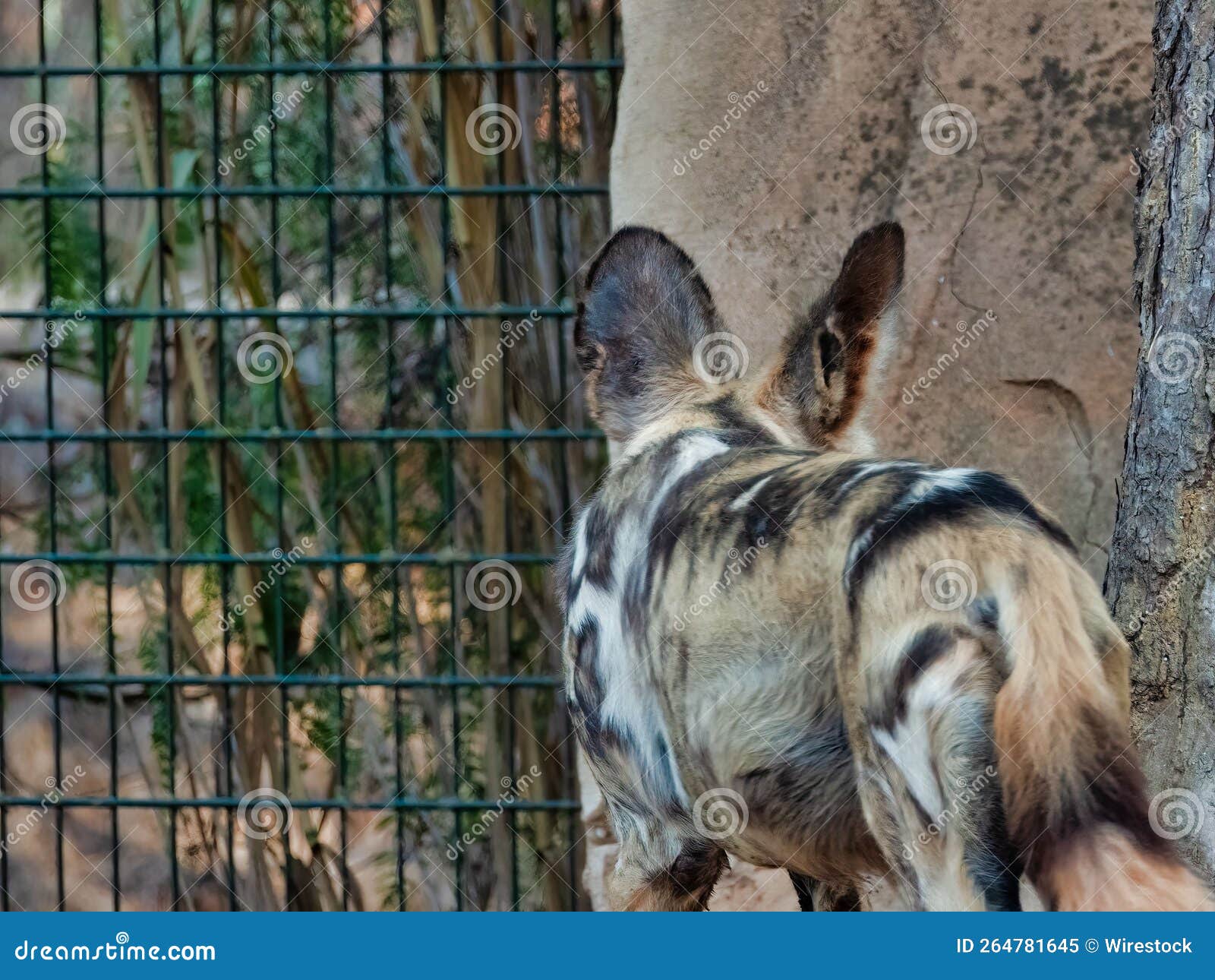Closeup View of an African Wild Dog in a Zoo Stock Image - Image of ...