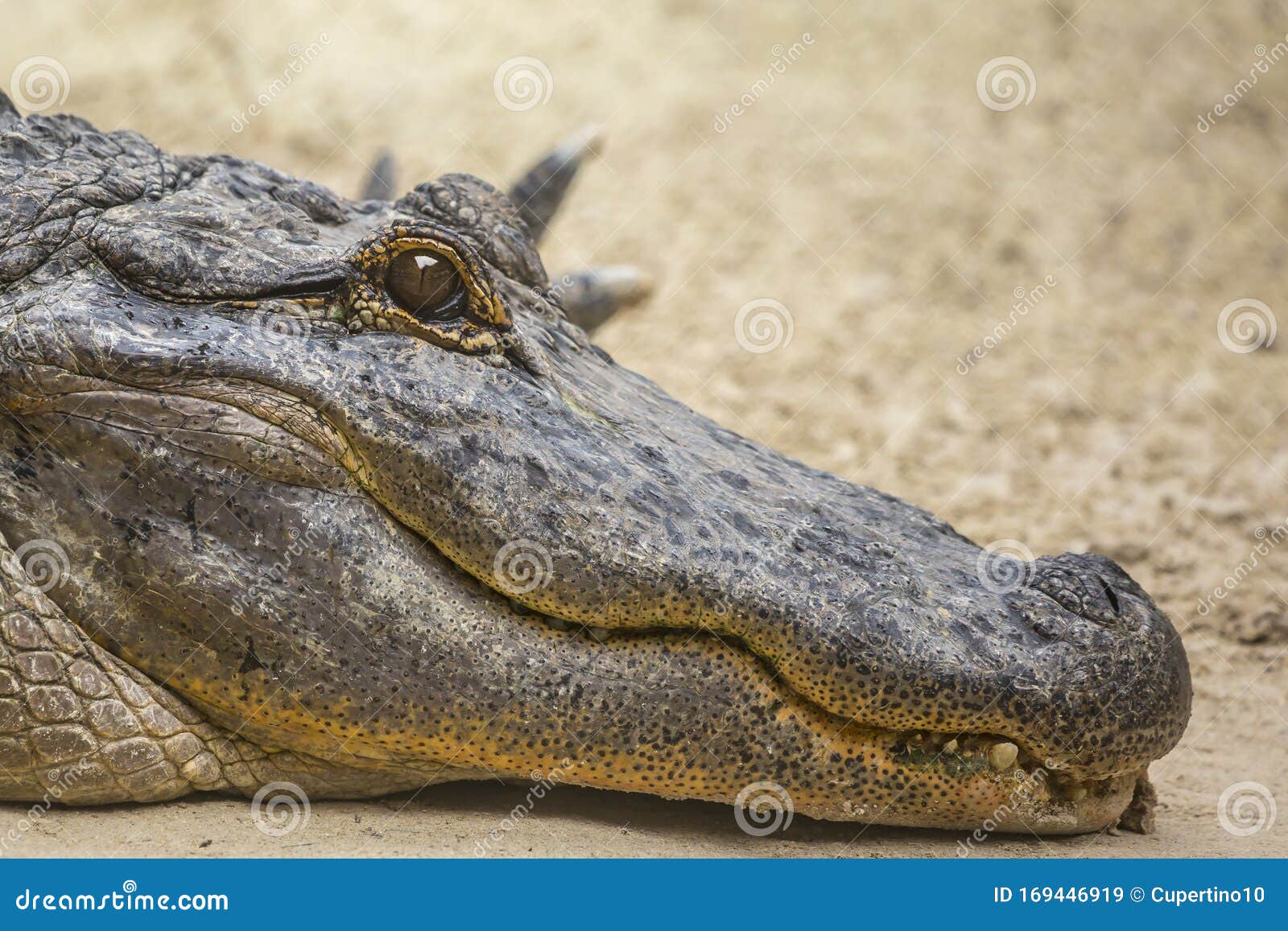 Alligator stock image. Image of animals, endangered - 169446919