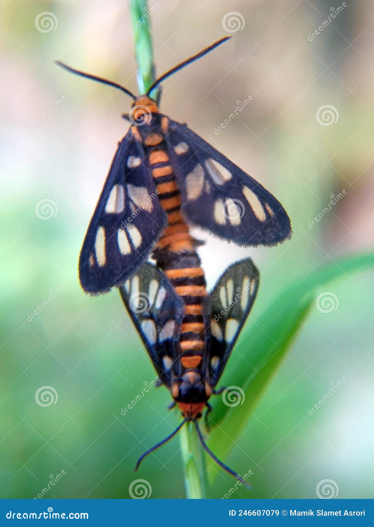 Amata Huebneri or Commonly Known As the Wasp Moth Stock Image - Image ...