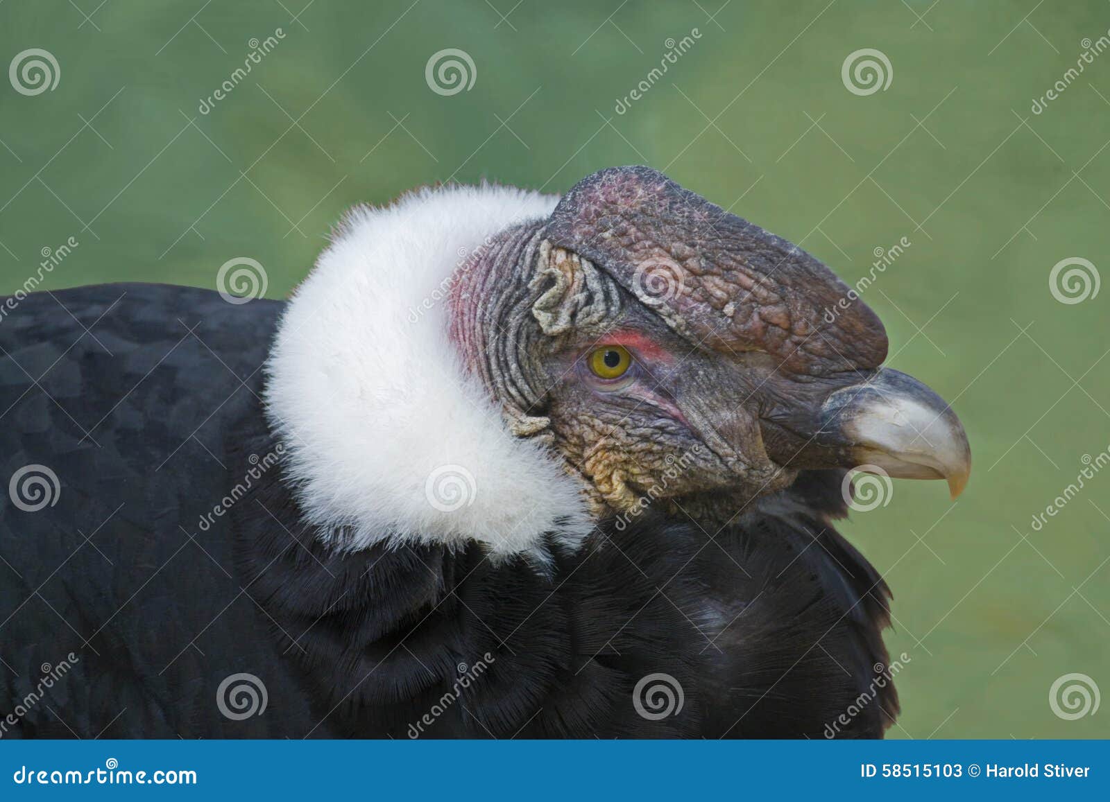Closeup View of an Andean Condor on the Ground Stock Image - Image of ...
