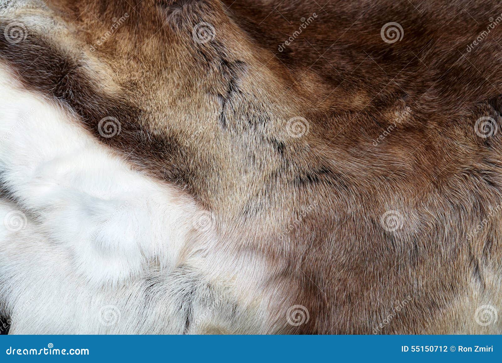 Closeup View of an Animal Fur Texture Stock Photo - Image of brown ...