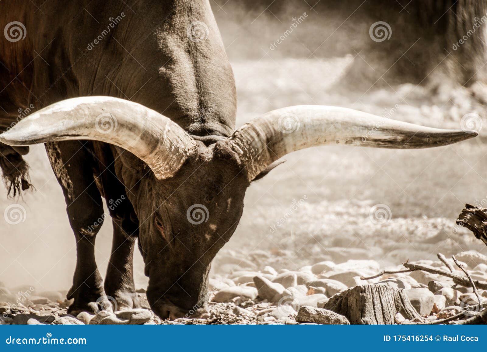 Closeup View of Ankole Long Horned Bull Stock Photo - Image of bull ...