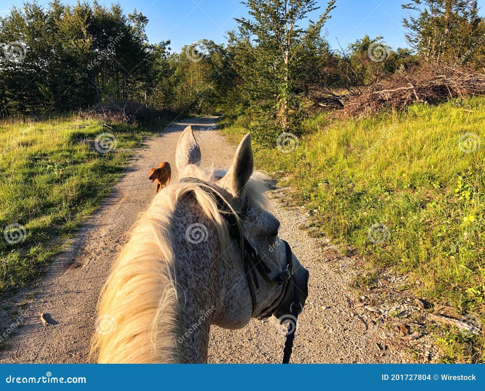 Closeup View of the Back of a White Horse in a Field Stock Photo ...