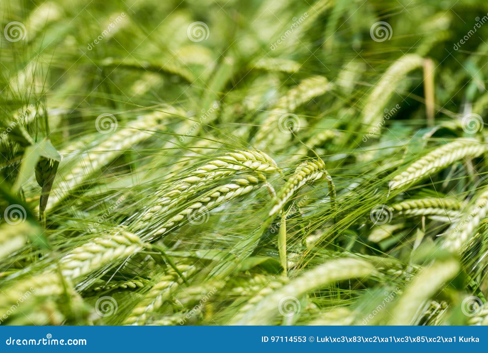 Closeup View of a Bar of Barley in a Field Stock Image - Image of grain ...