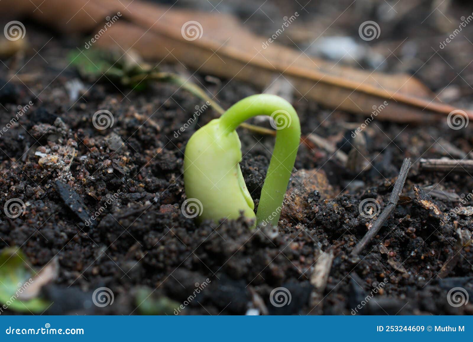 Closeup View of Bean Sprout Germination Stock Image - Image of ...