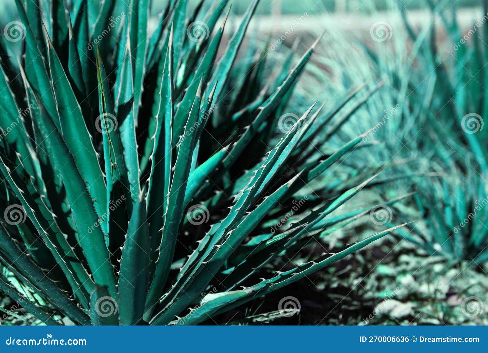Closeup View of Beautiful Agave Plant Growing Outdoors Stock Photo ...