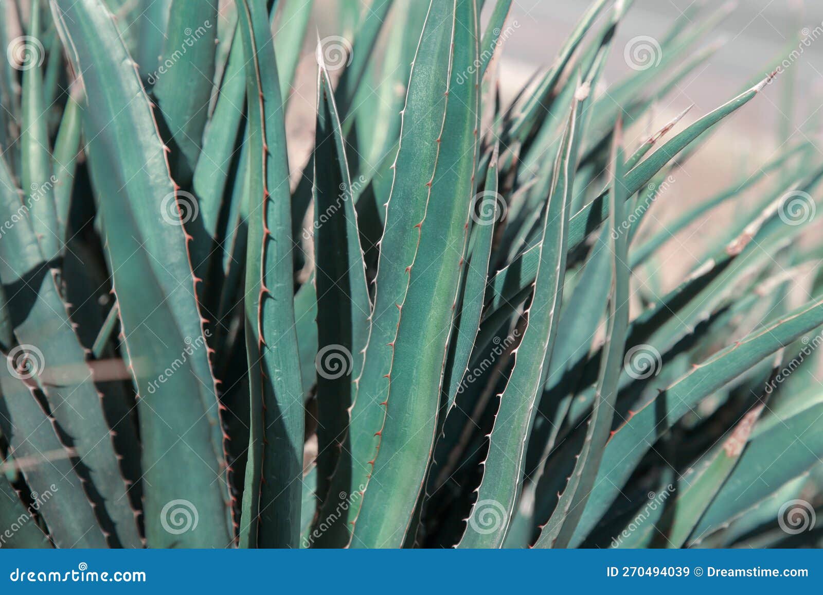 Closeup View of Beautiful Agave Plant Growing Outdoors Stock Image ...