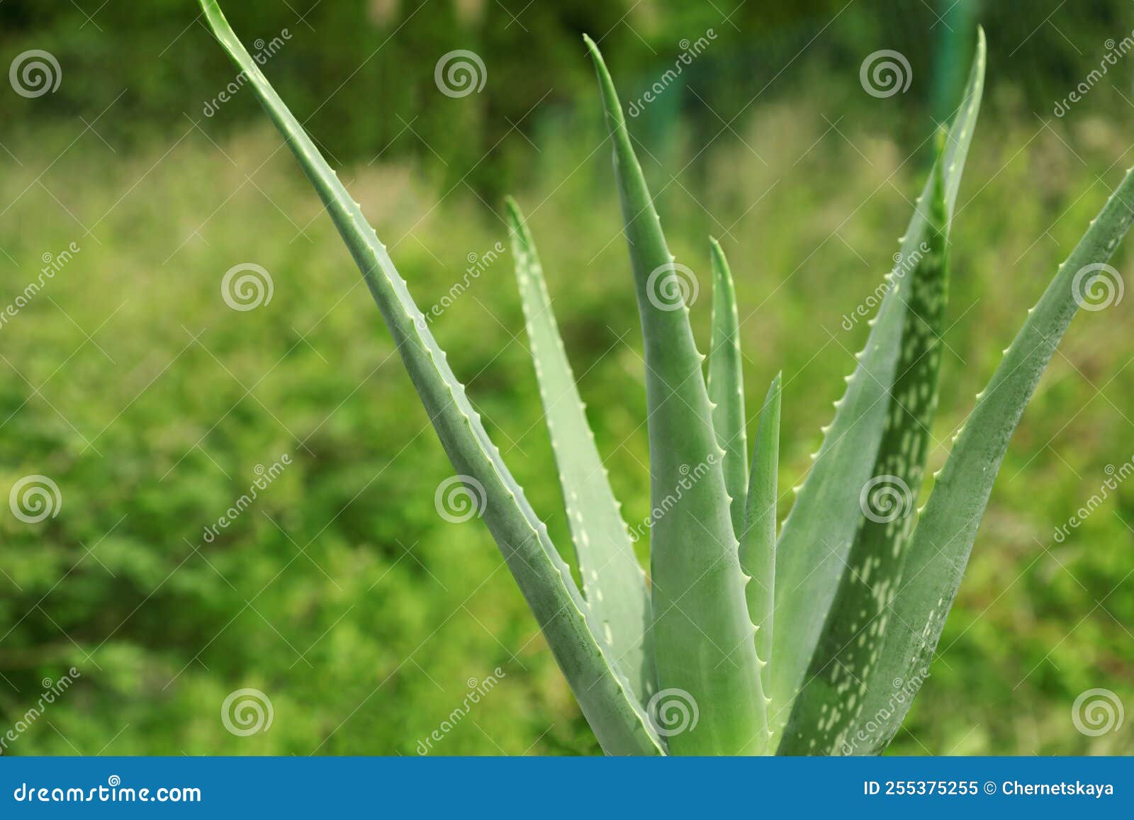 Closeup View of Beautiful Aloe Vera Plant Outdoors Stock Image - Image ...