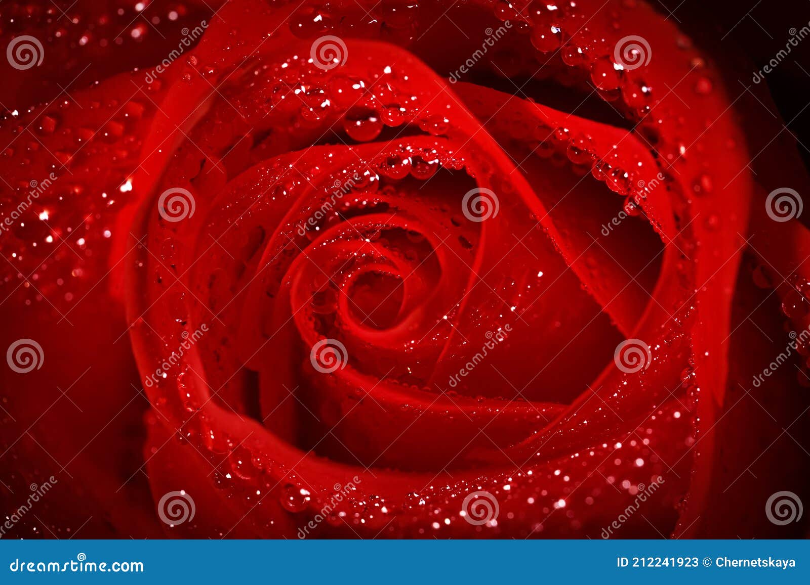 Closeup View of Beautiful Blooming Red Rose with Dew Drops As ...