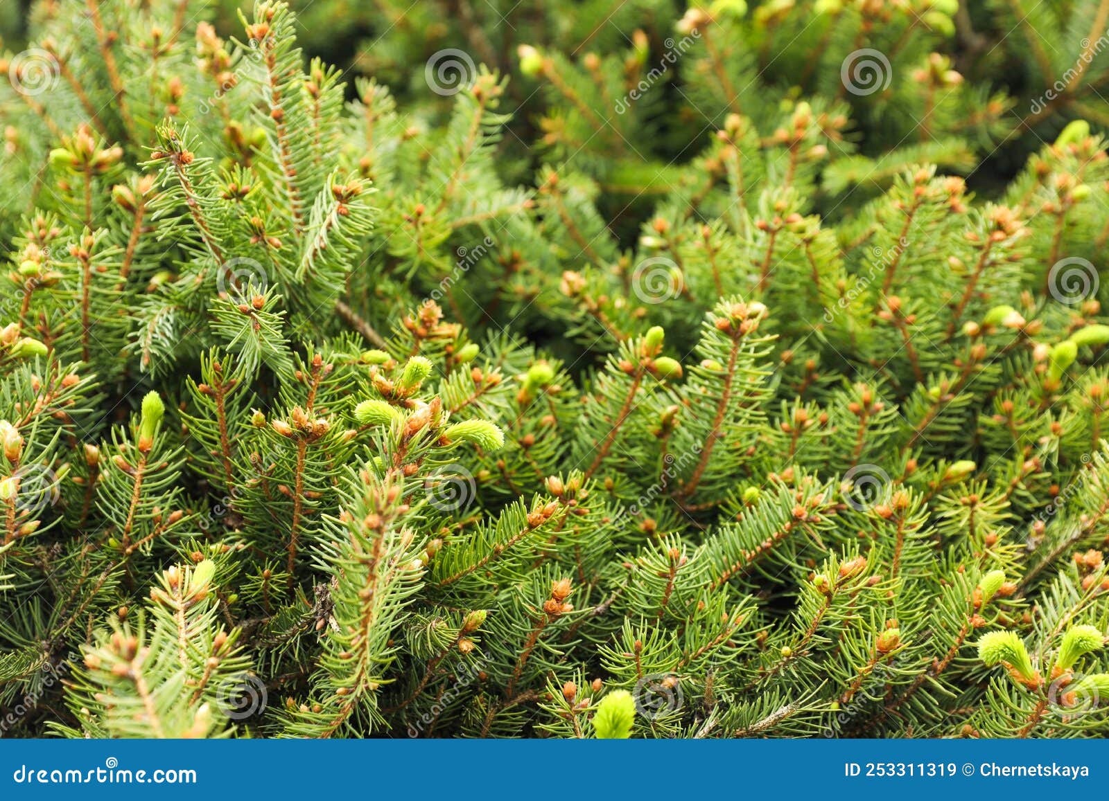 Closeup View of Beautiful Conifer Tree with Green Branches Stock Image ...