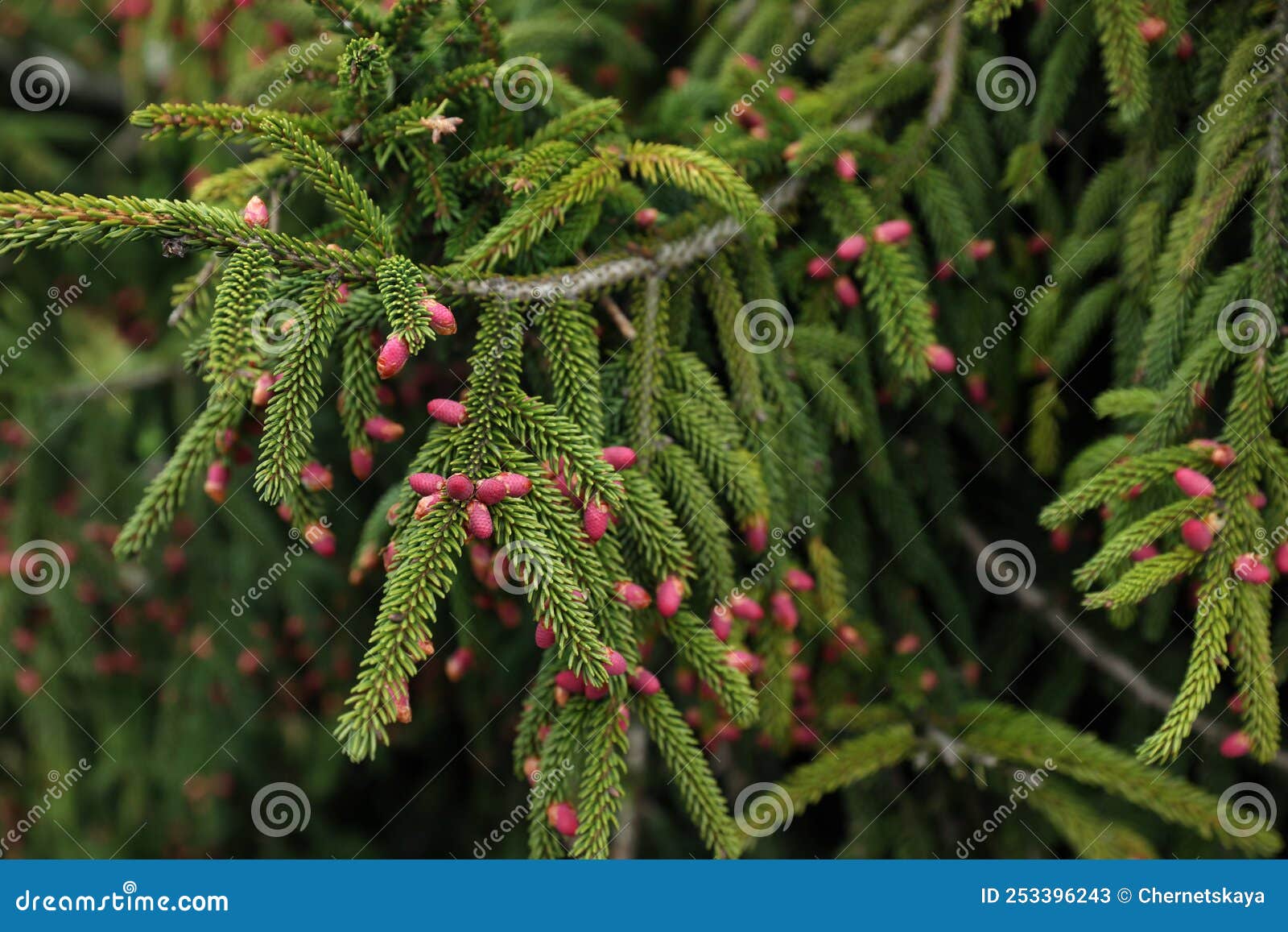Closeup View of Beautiful Conifer Tree with Pink Cones Stock Image ...