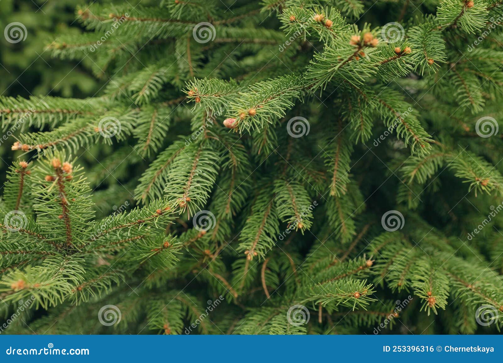 Closeup View of Beautiful Conifer Tree with Small Cones Stock Photo ...