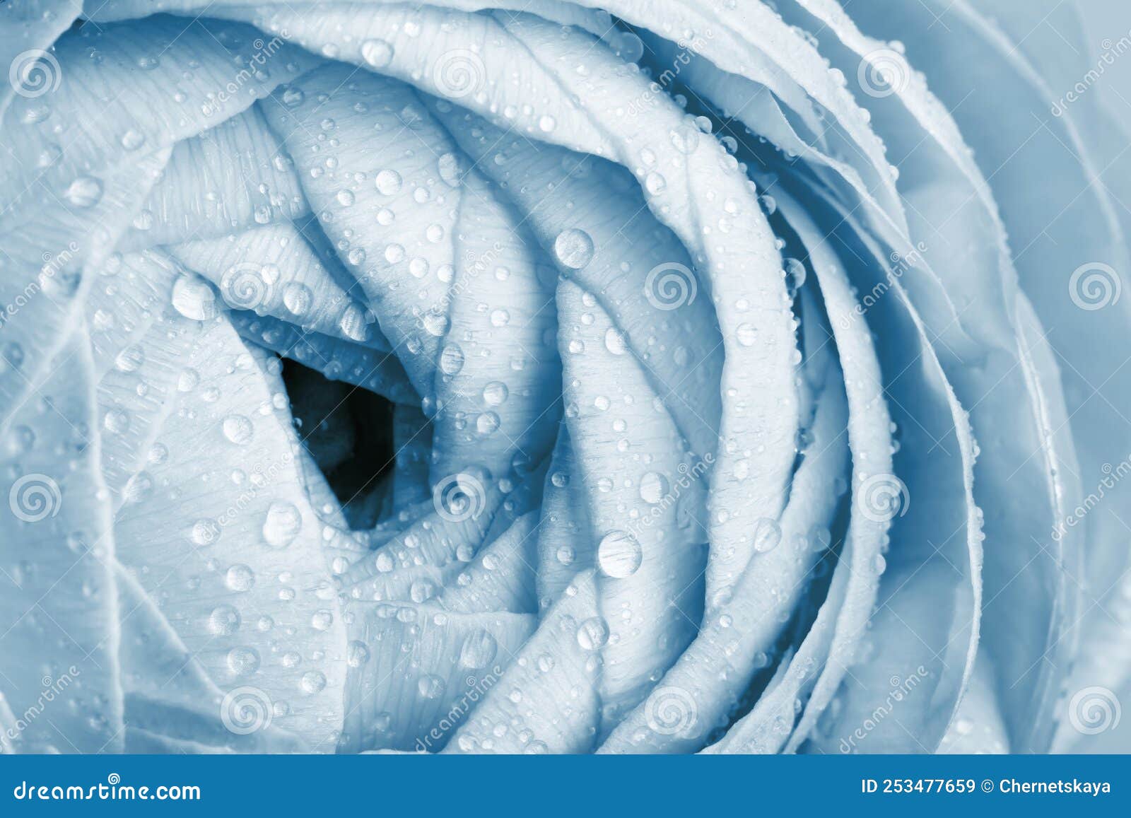 Closeup View of Beautiful Light Blue Ranunculus Flower with Water Drops ...