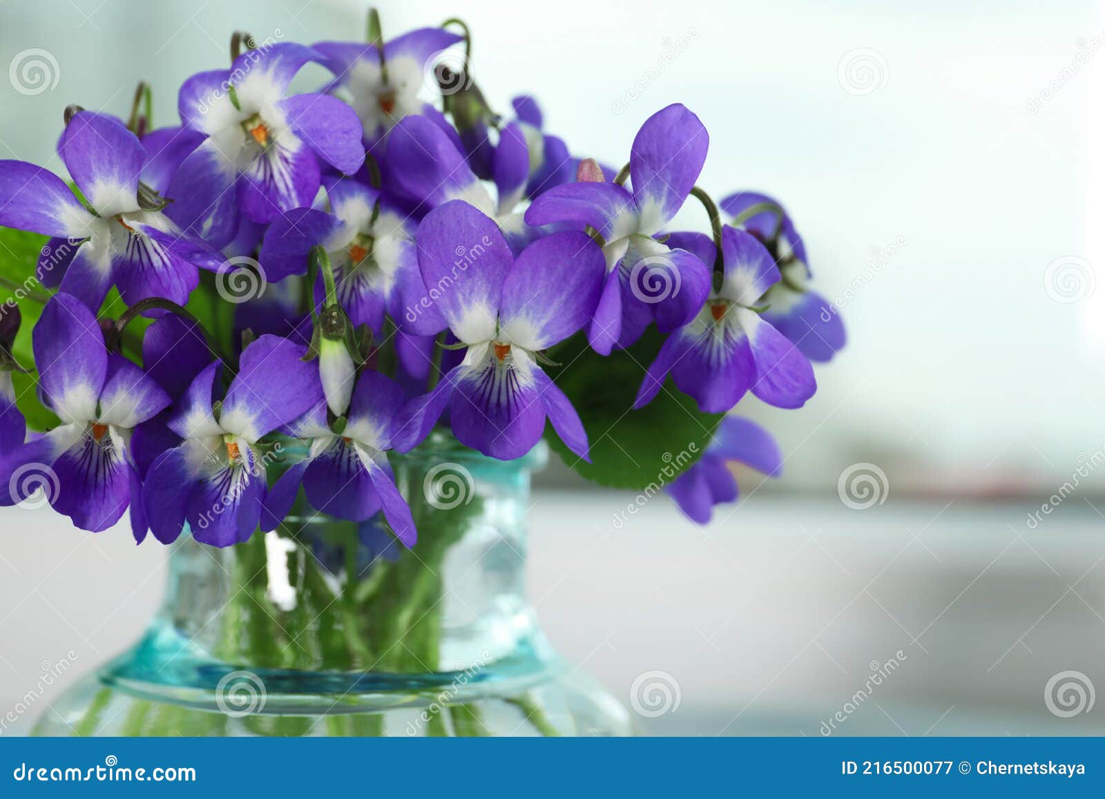 Closeup View of Beautiful Wood Violets in Vase, Space for Text. Spring ...