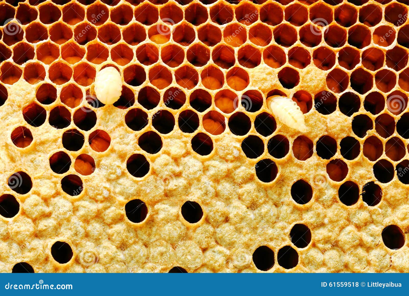 Closeup View of Bees,bee Larva on Honey Cells. Stock Photo - Image of ...
