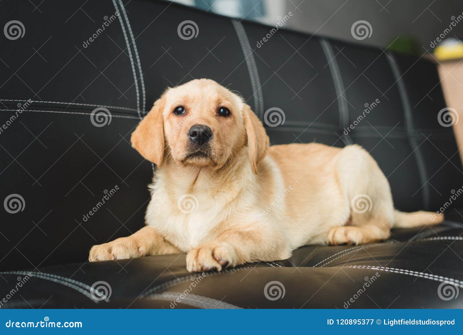 Closeup View of Beige Puppy Lying Stock Image - Image of home, closeup ...