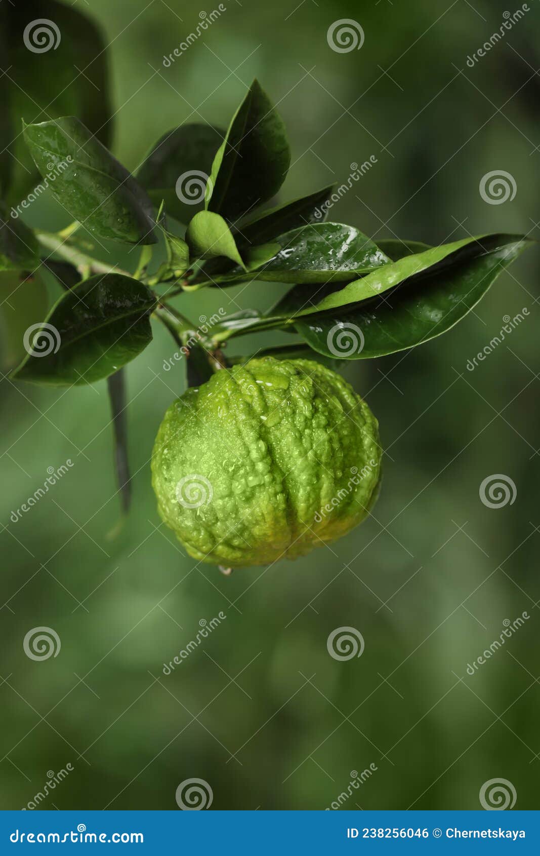 Closeup View of Bergamot Tree with Fruit Outdoors Stock Photo - Image ...