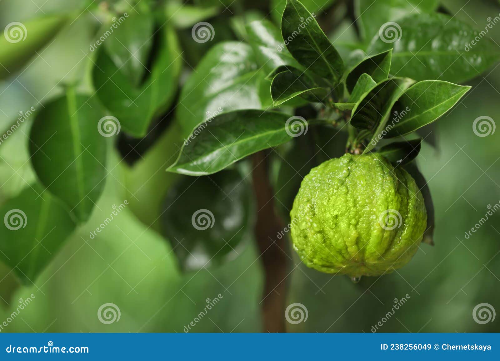 Closeup View of Bergamot Tree with Fruit Outdoors Stock Image - Image ...