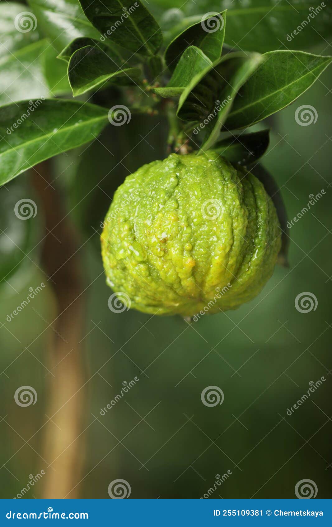 Closeup View of Bergamot Tree with Fruit Stock Image - Image of flavor ...