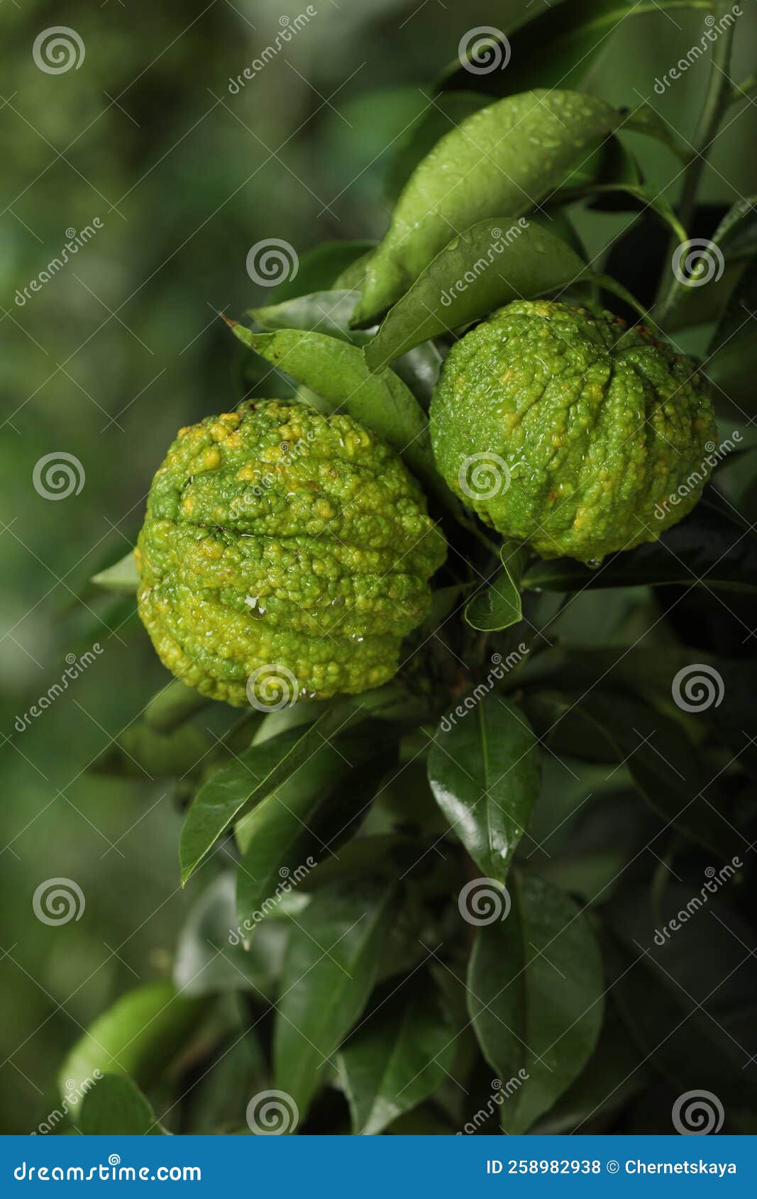 Closeup View of Bergamot Tree with Fruits Outdoors Stock Photo - Image ...