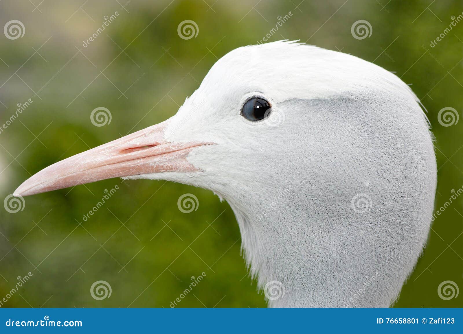 Closeup view of Blue Crane stock image. Image of plumage - 76658801