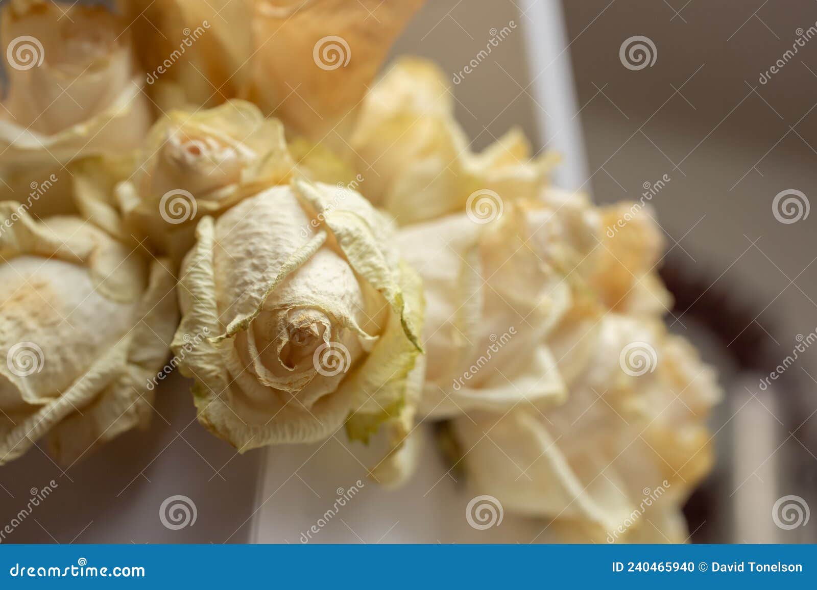Wilted roses stock photo. Image of decor, petal, neglect - 240465940