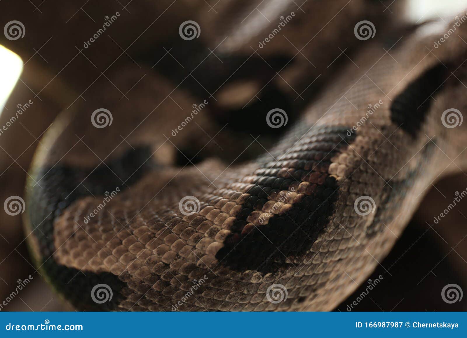 Closeup View of Boa Constrictor. Exotic Snake Stock Image - Image of ...