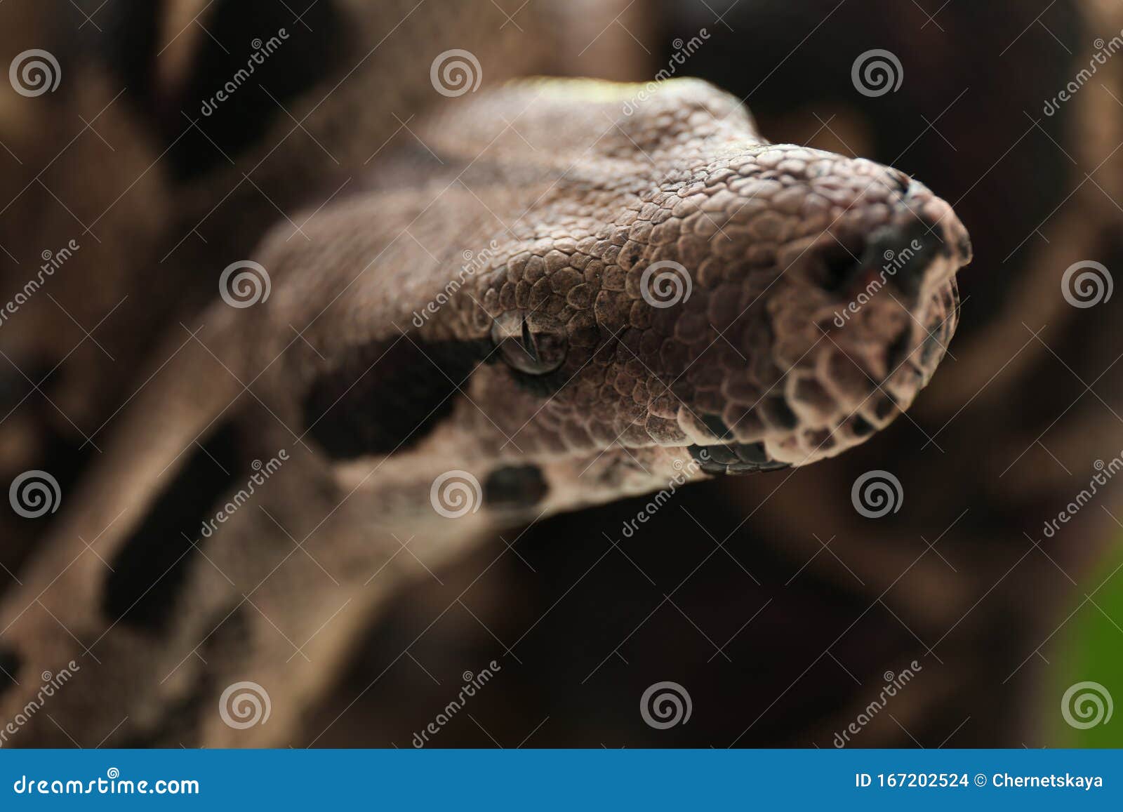 Closeup View of Brown Boa Constrictor Stock Photo - Image of background ...