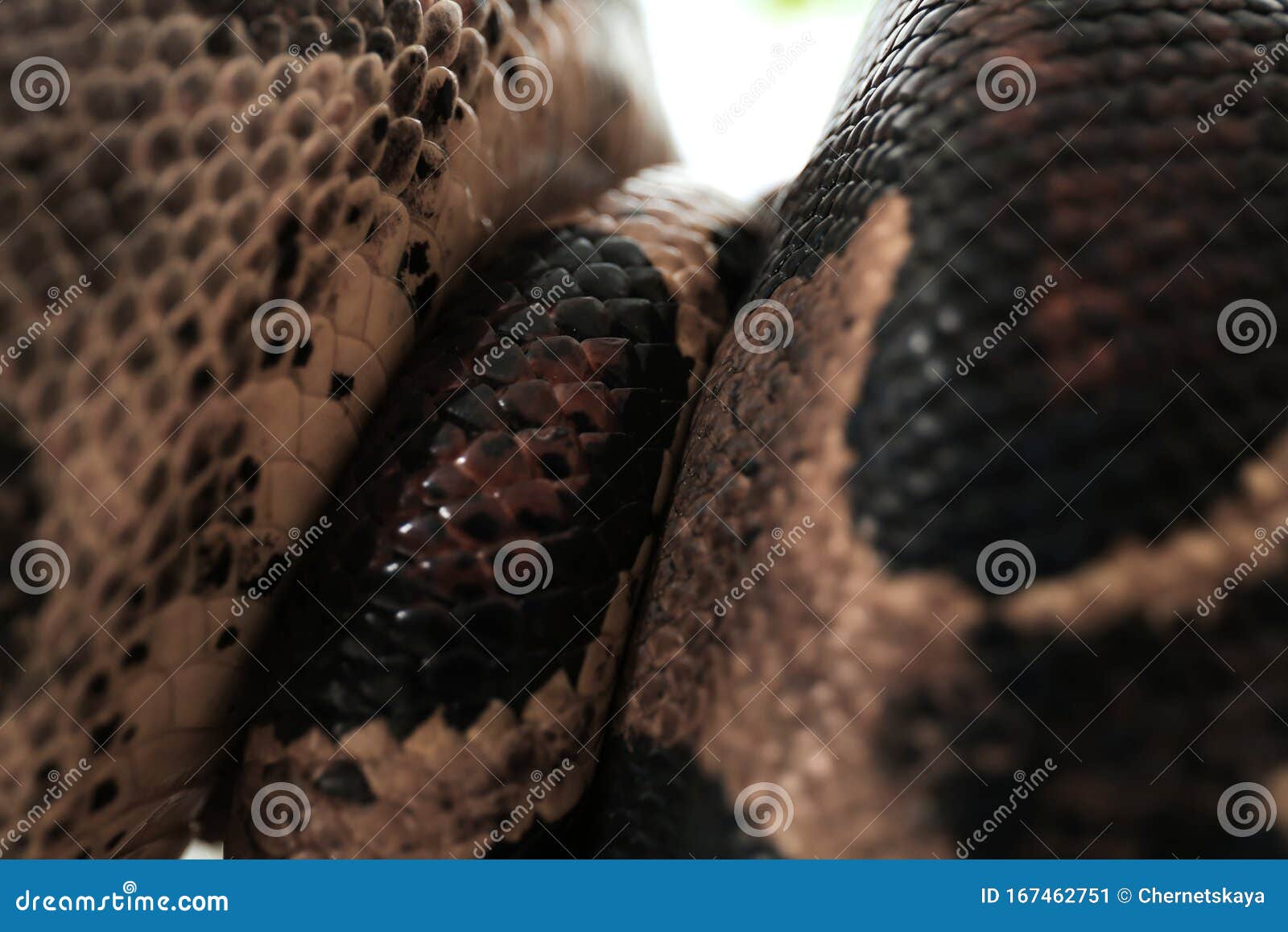 Closeup View of Brown Boa Constrictor Stock Image - Image of reptilian ...