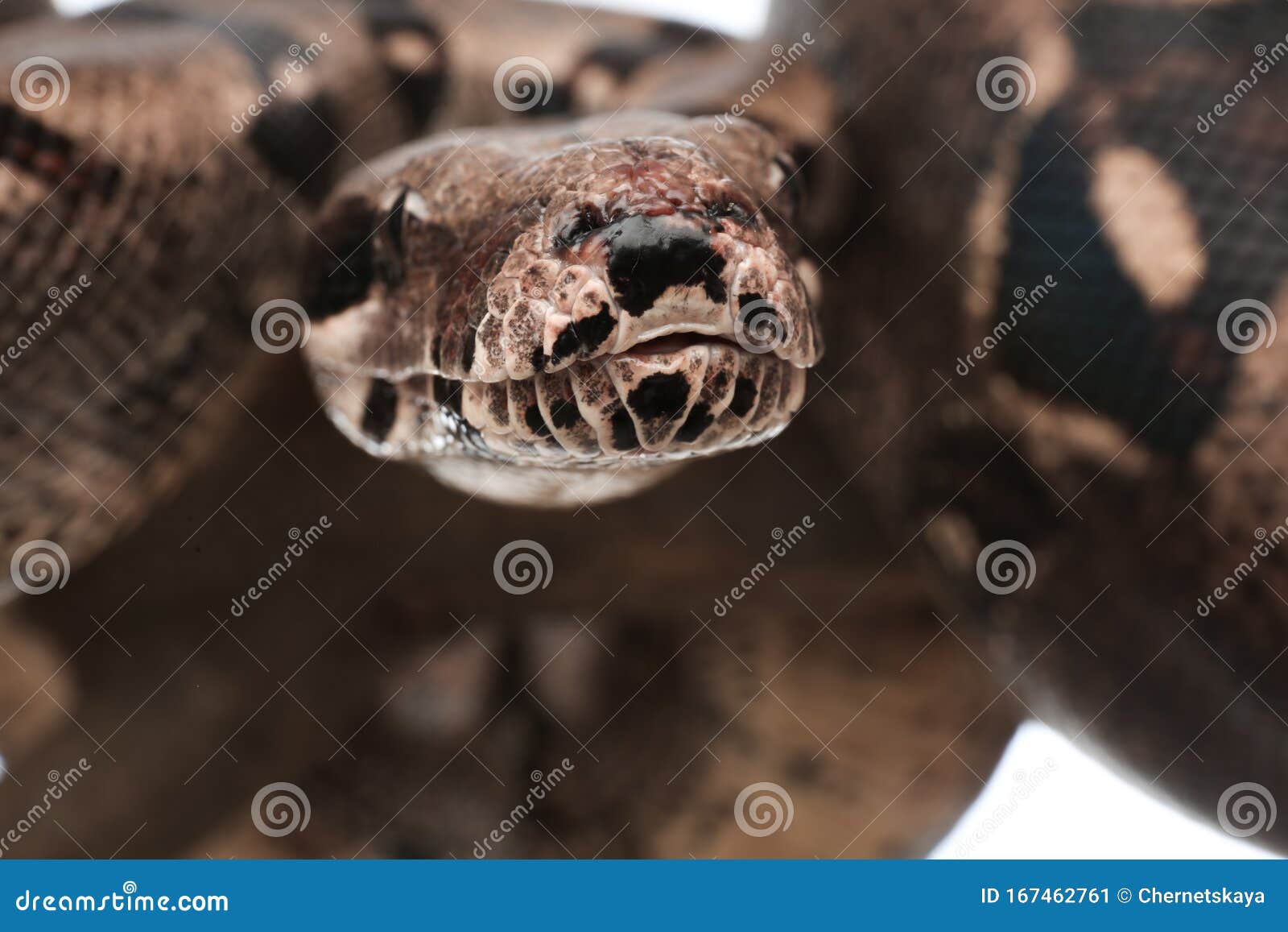 Closeup View of Brown Boa Constrictor Stock Image - Image of background ...