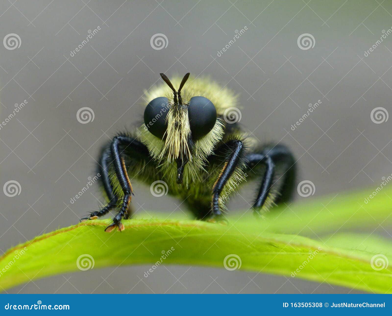 Bumblebee Mimic Robberfly 2 Stock Photo - Image of nature, black: 163505308