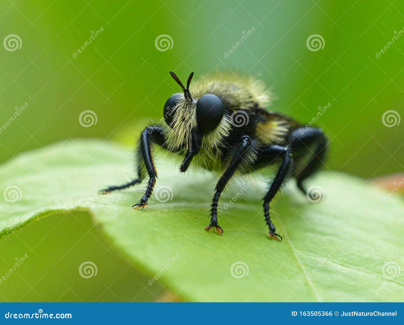 Bumblebee Mimic Robberfly 3 Stock Photo - Image of forest, black: 163505366