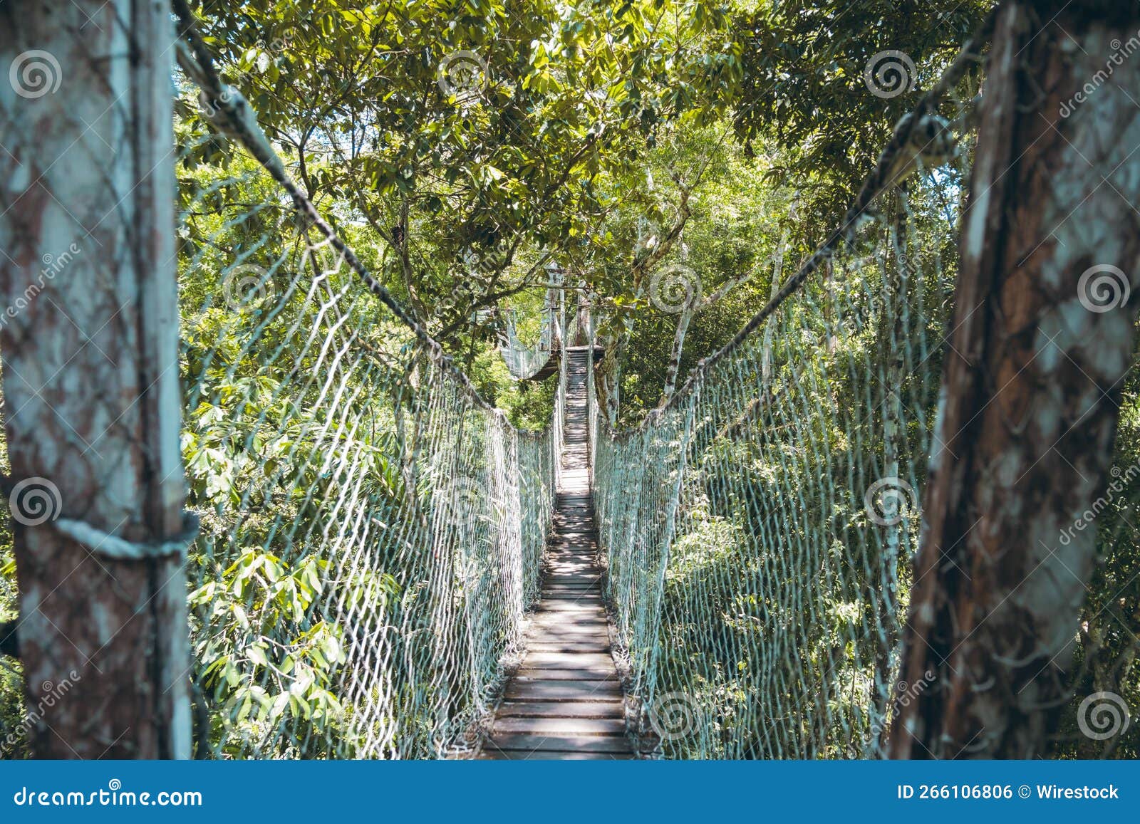 Closeup View of the Canopy Walking Bridge Above the Amazon Jungle Stock ...