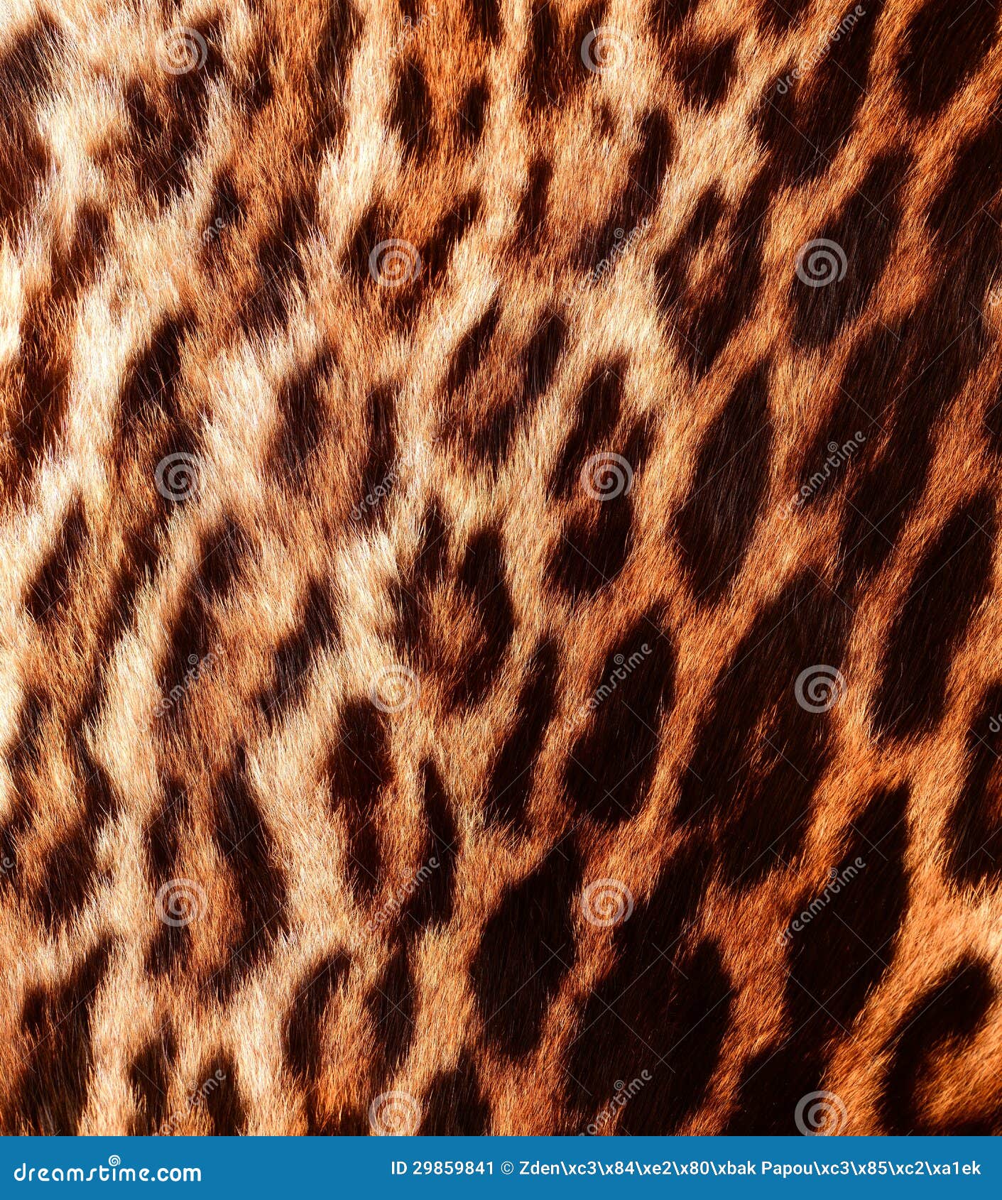 Detail of a ocelot skin stock image. Image of leopardus - 29859841