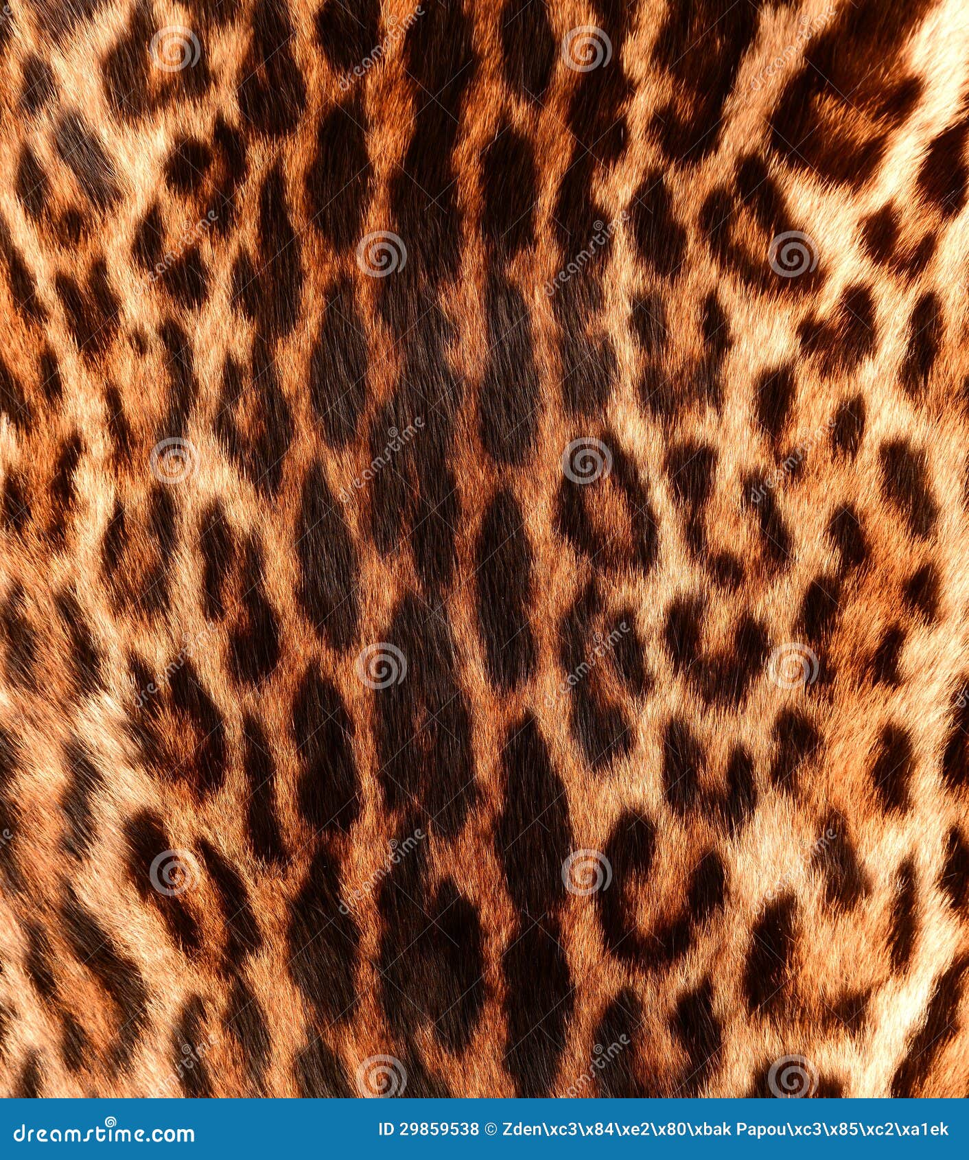 123 Detail Ocelot Skin Stock Photos - Free & Royalty-Free Stock Photos ...