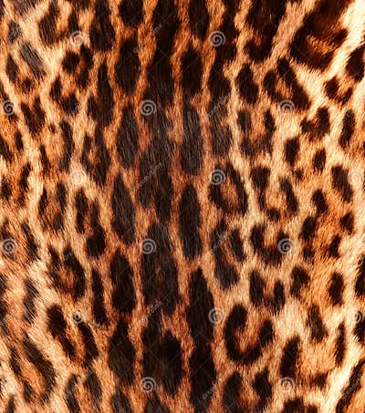 Detail of a ocelot skin stock photo. Image of animals - 29859538