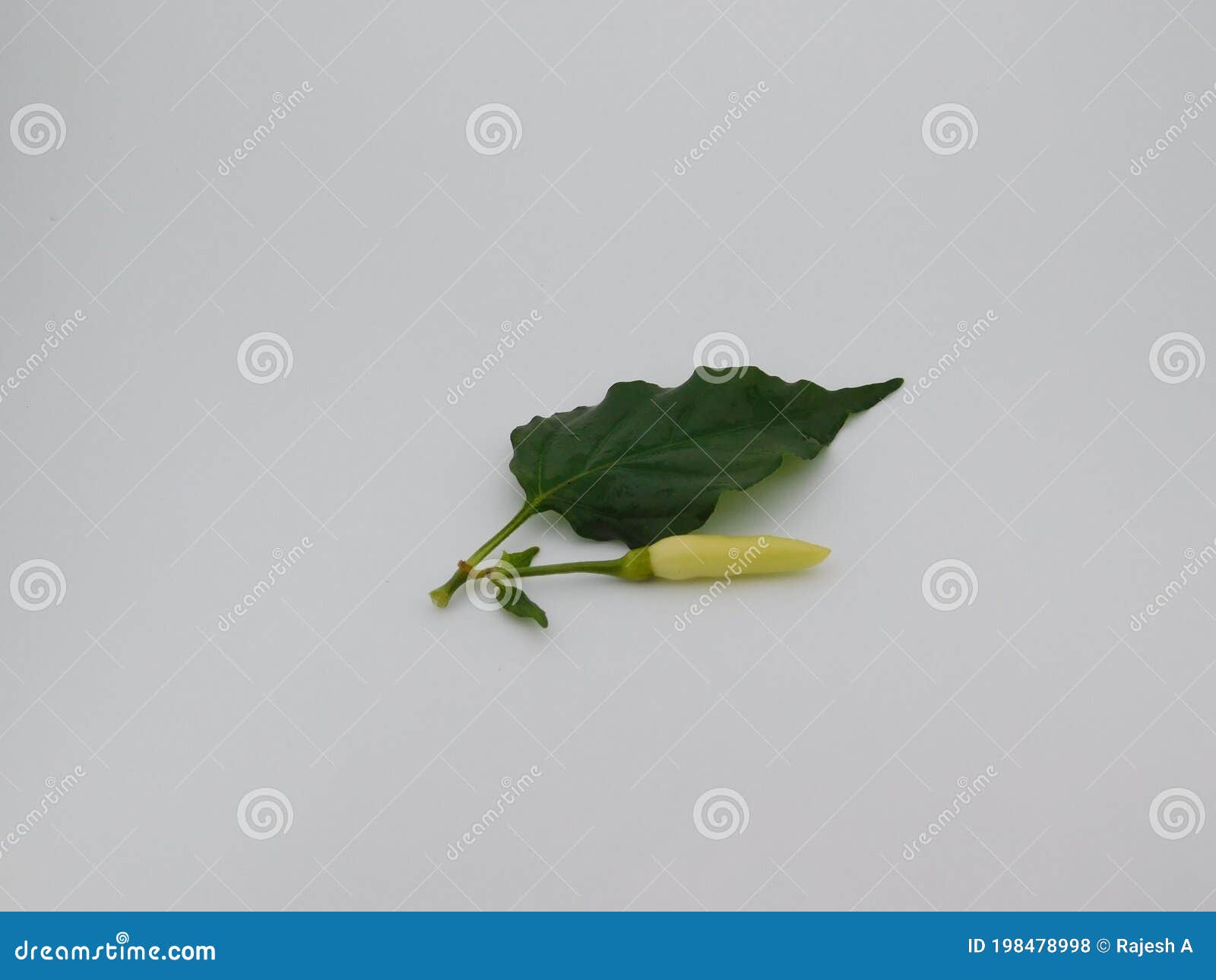 Closeup of a Chilli with Leaves Isolated on White Background Stock ...