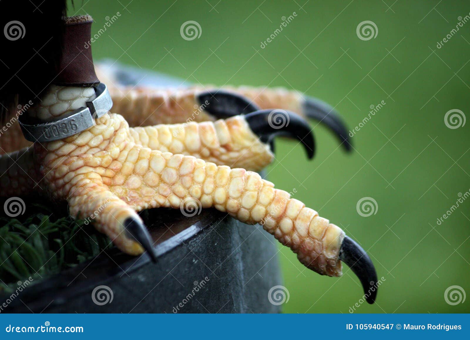 Eagle claws stock image. Image of prey, nail, pointy - 105940547