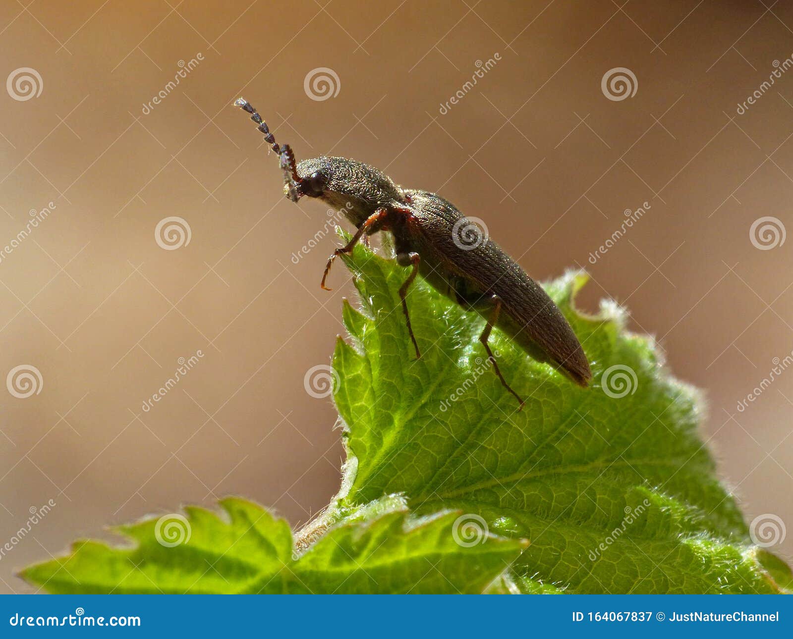 Click Beetle 1 stock image. Image of green, details - 164067837