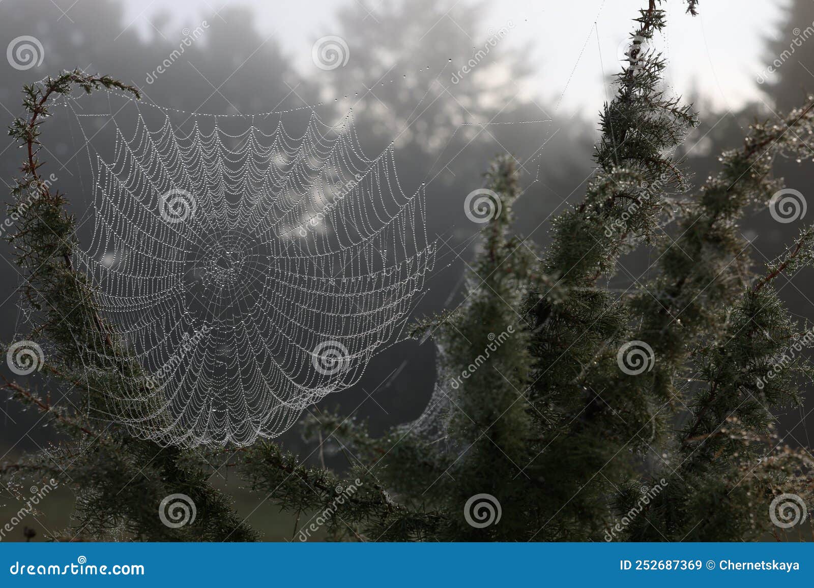 Closeup View of Cobweb with Dew Drops on Plants in Forest Stock Image ...